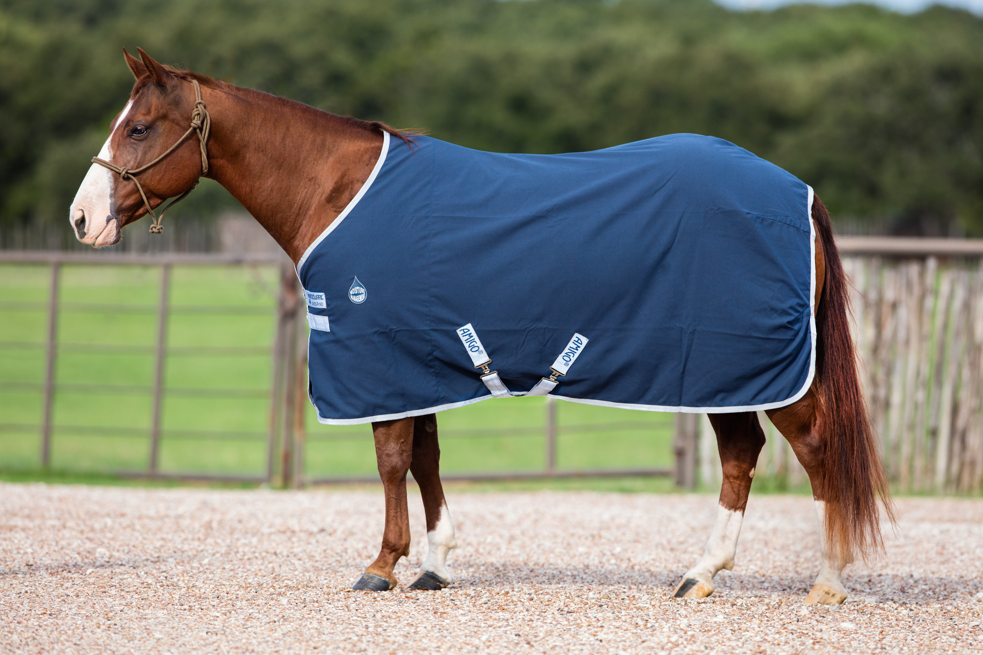 Amigo Polyester Stable Sheet - Navy/Silver - Amigo-ADRF22-BI00 - Tack ...