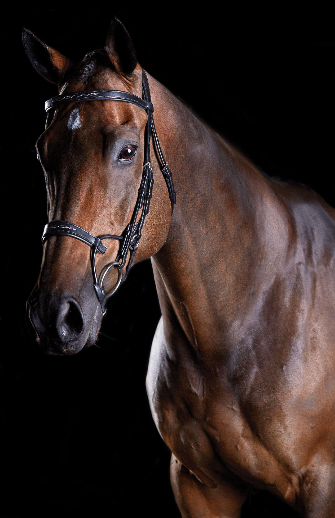 Collegiate Comfitec Fancy Stitch Bridle - Black - Collegiate-BNX100572 ...