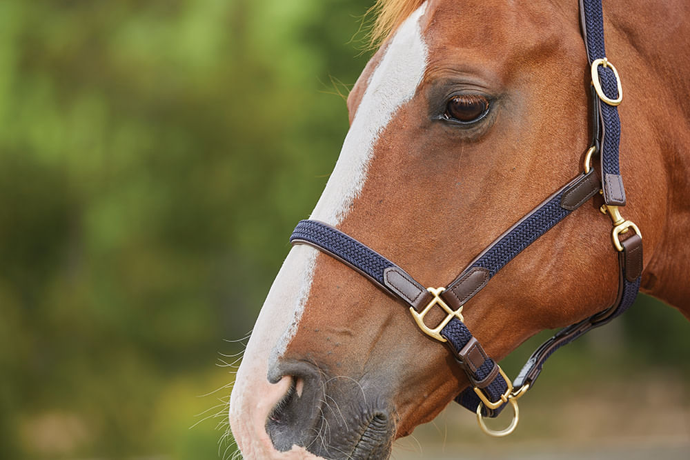 Kincade Braided Leather Breakaway Headcollar - Navy - Kincade-BNX101979 ...