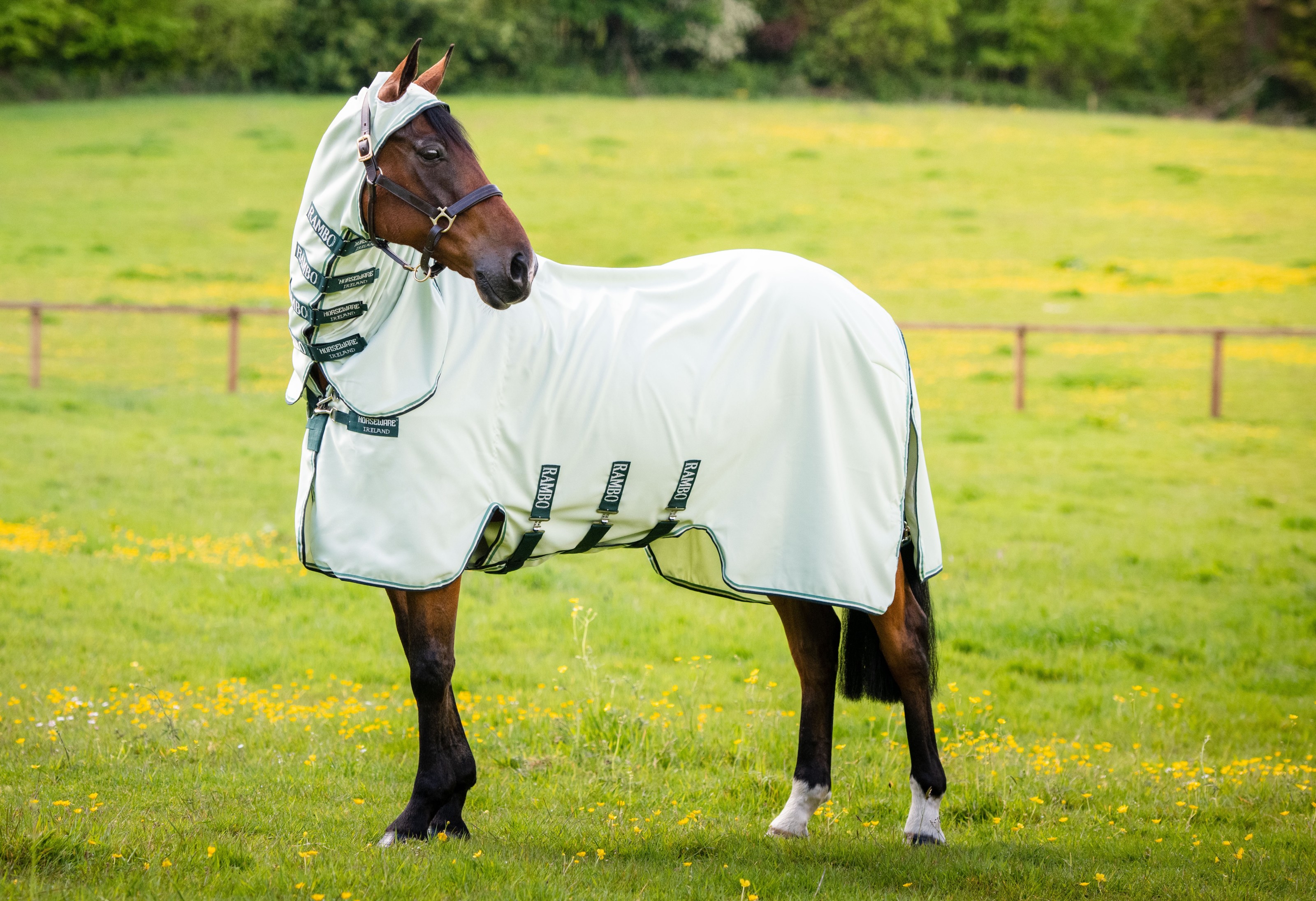 Rambo Hoody - Green/Sage/Beige/Green - Rambo-AFAP70-GFMG