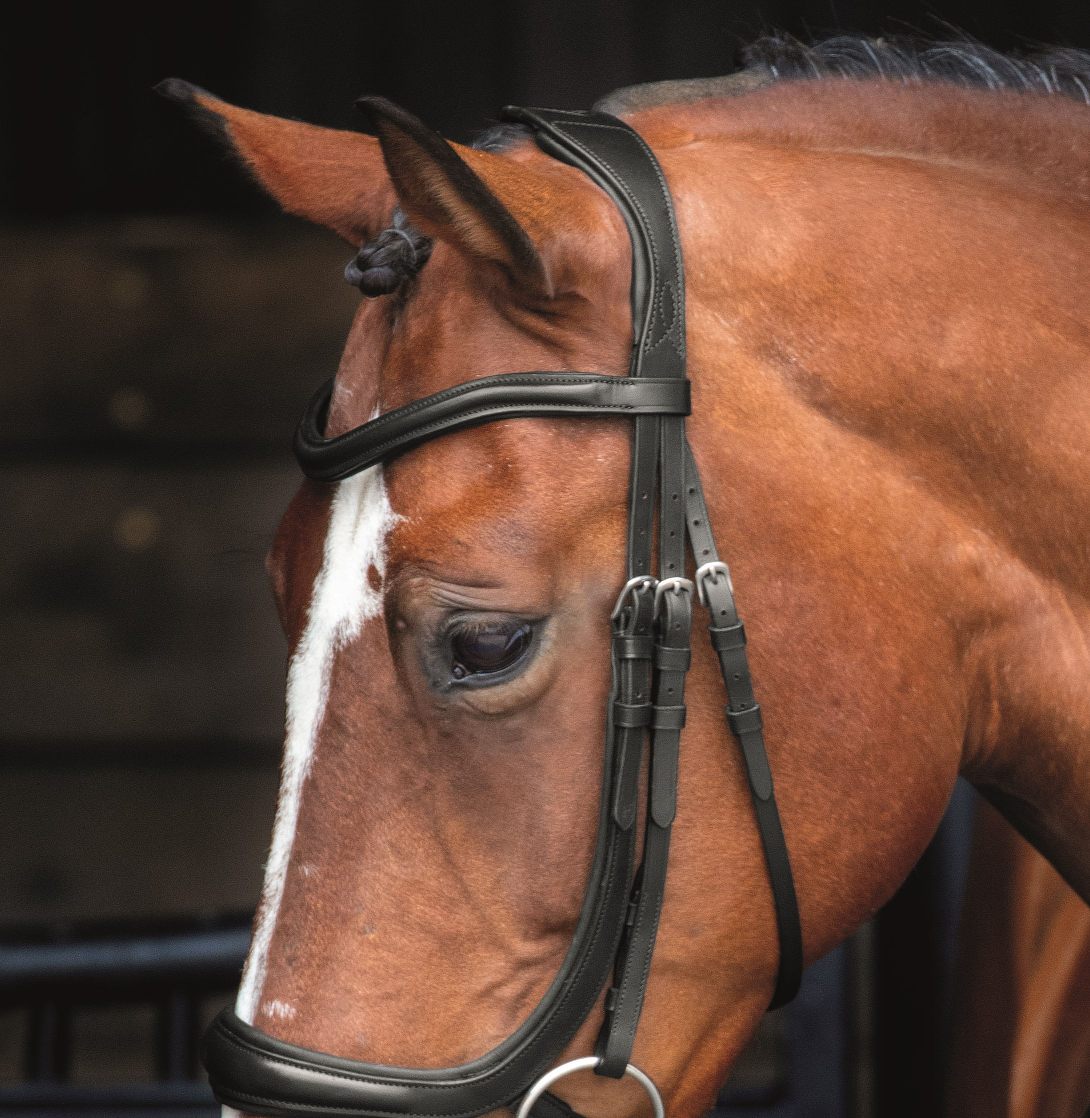 Shires Velociti Rapida Ergonomic Curved Flash Bridle - Black - Velociti ...