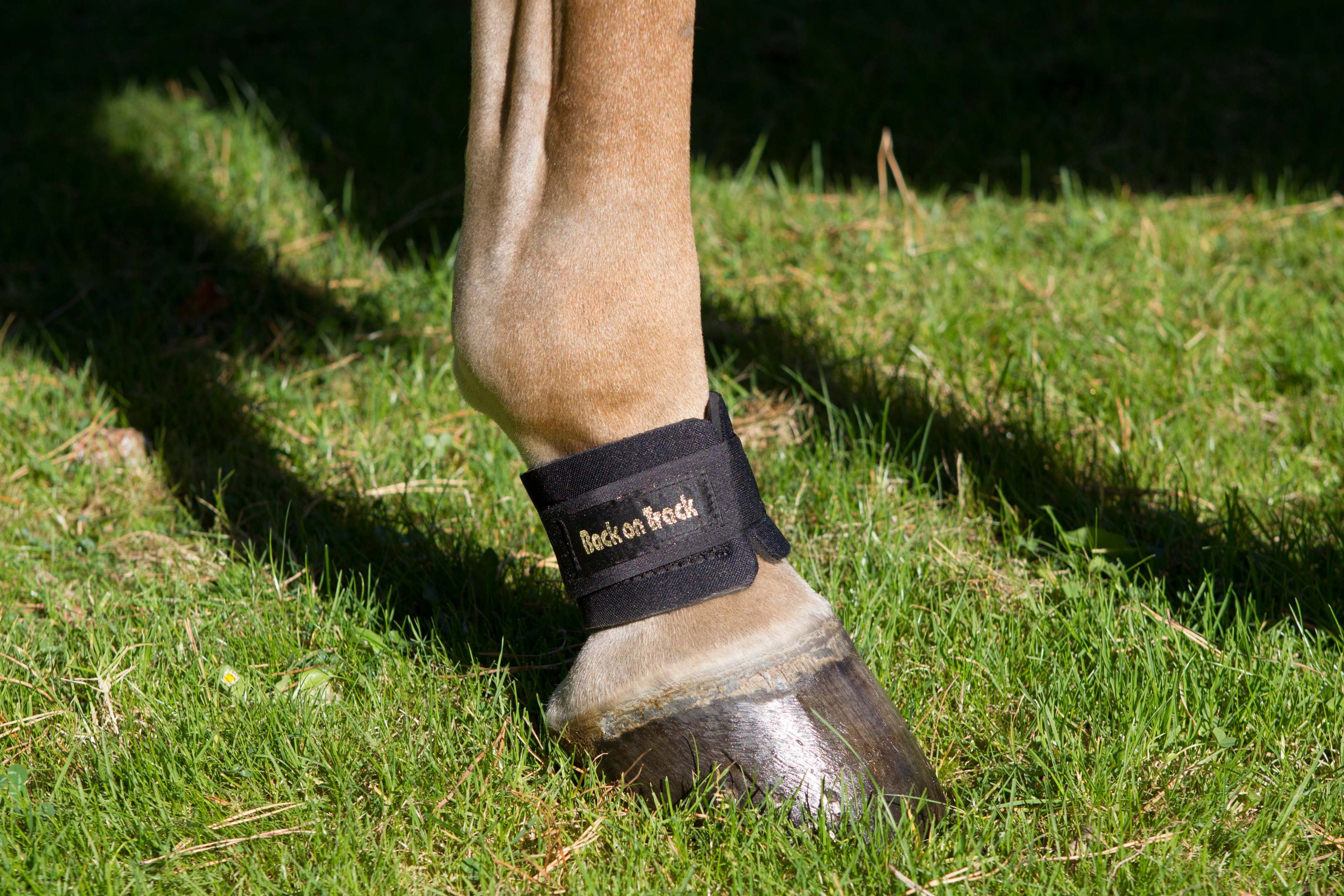 Back on Track Pastern/Fetlock Band - Black - Back on Track-BNX102380 ...