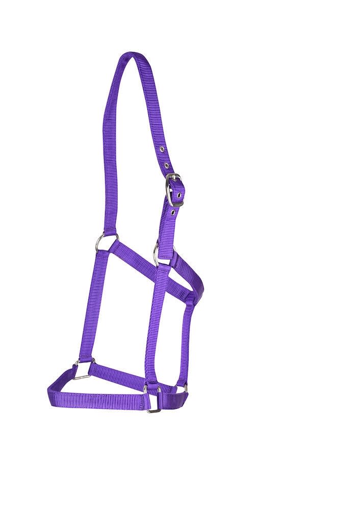 Roma Everyday Headcollar - Purple - Roma-BNX100255-Purple - Tack Of The Day
