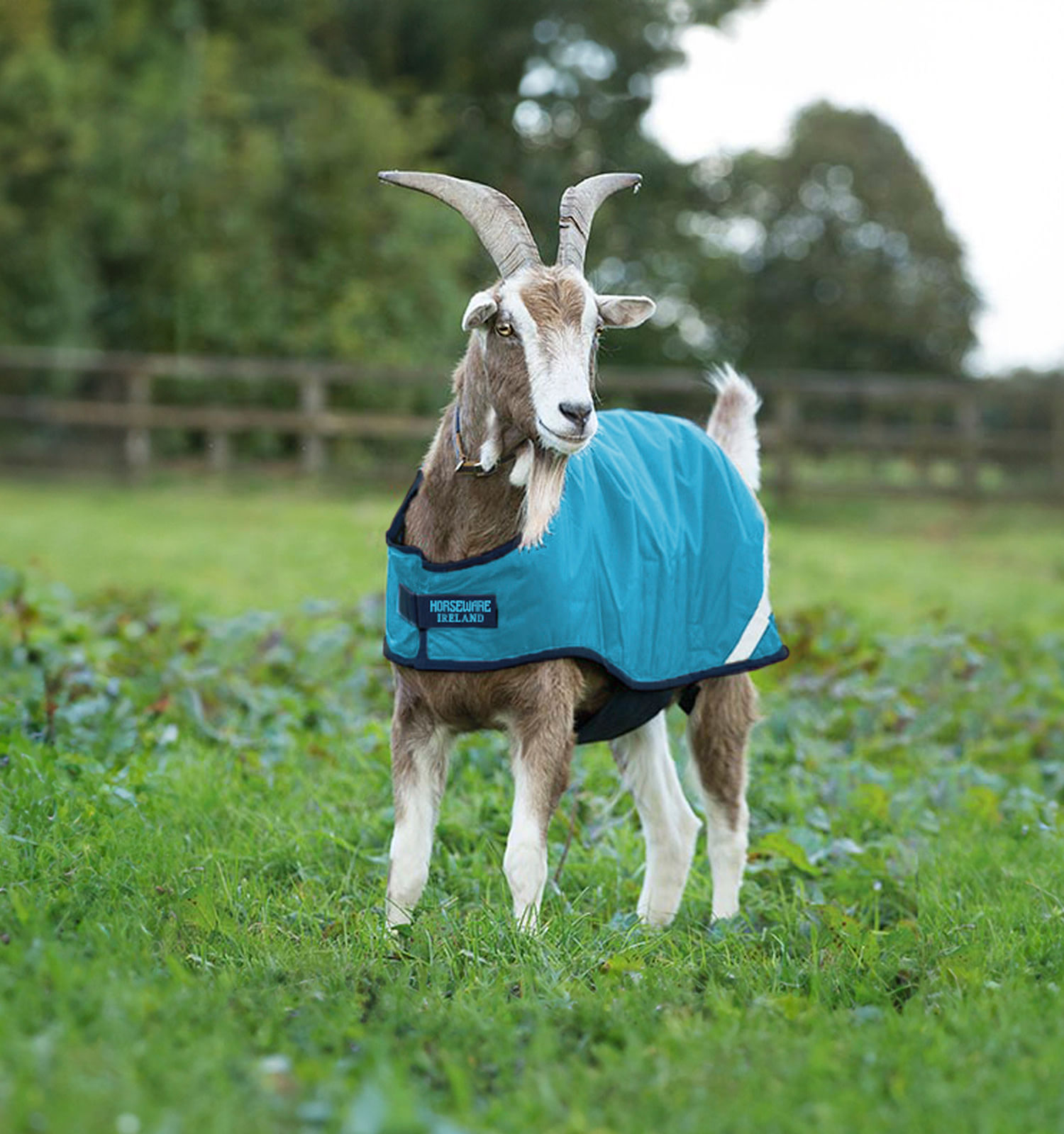 Horseware Goat Coat 100g - Delphinium Blue/Navy - Horseware-RAHG2F-DBB0 ...